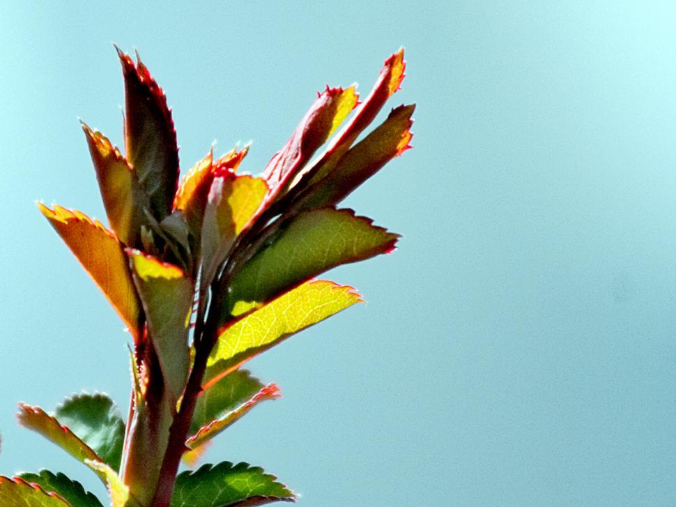 Free Stock Photo of Spring leafs | Download Free Images and Free ...