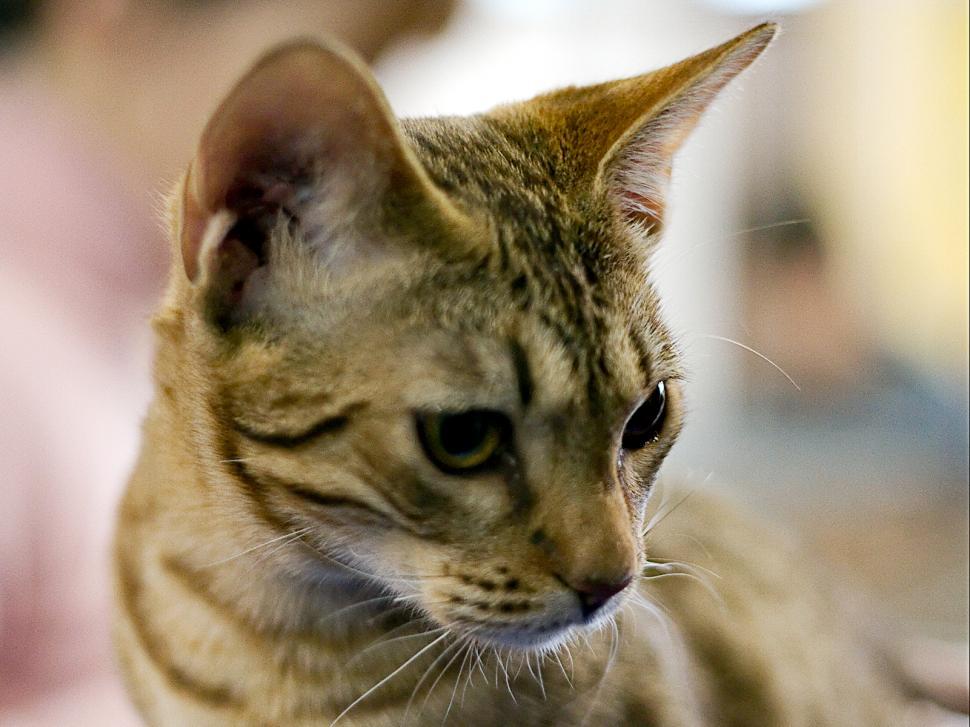 Free Stock Photo of Small cat | Download Free Images and Free Illustrations