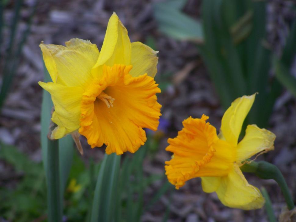 Free Stock Photo of Two Daffodils Speaking | Download Free Images and ...