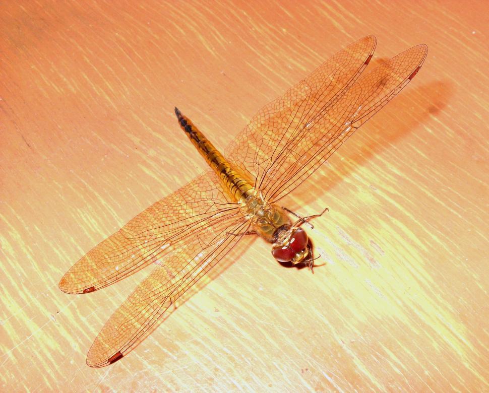Free Stock Photo of Dragonfly | Download Free Images and Free Illustrations