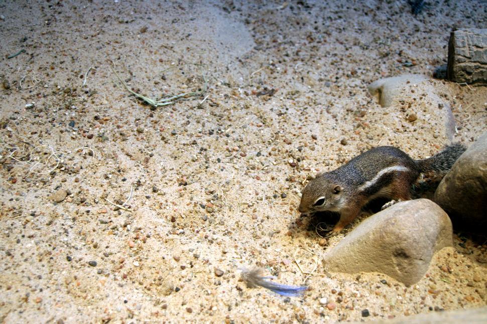 Free Stock Photo of Chipmunk | Download Free Images and Free Illustrations