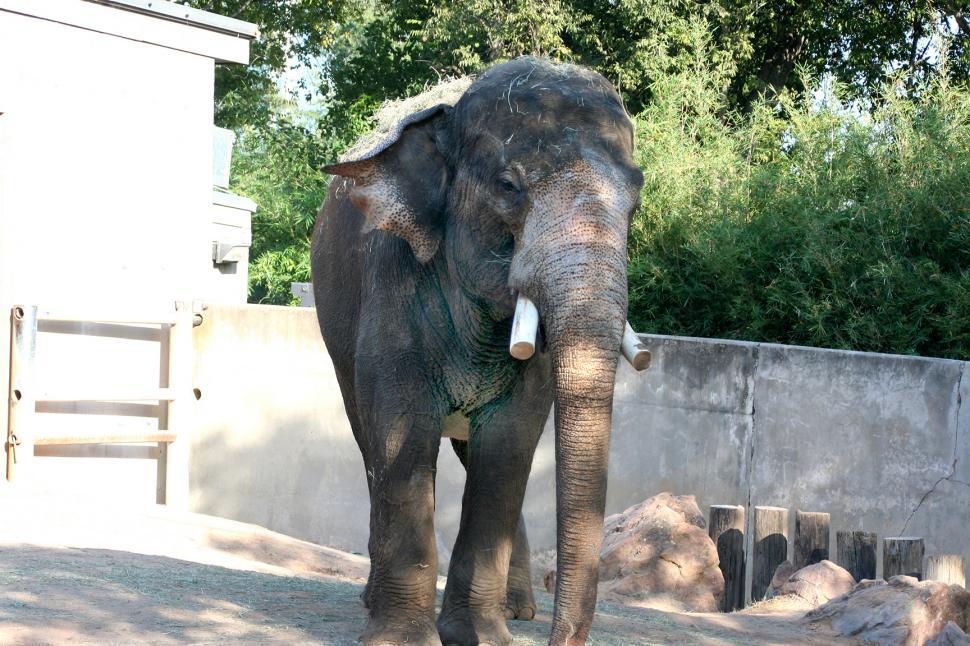 Free Stock Photo of Elephant | Download Free Images and Free Illustrations