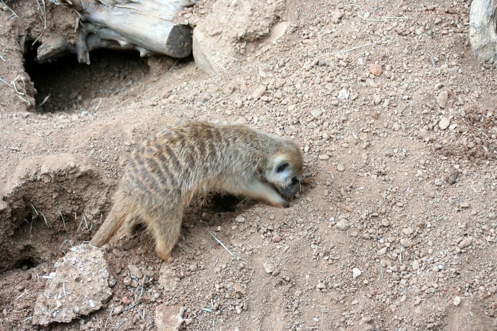 Free Stock Photo of Meerkat Digging | Download Free Images and Free ...