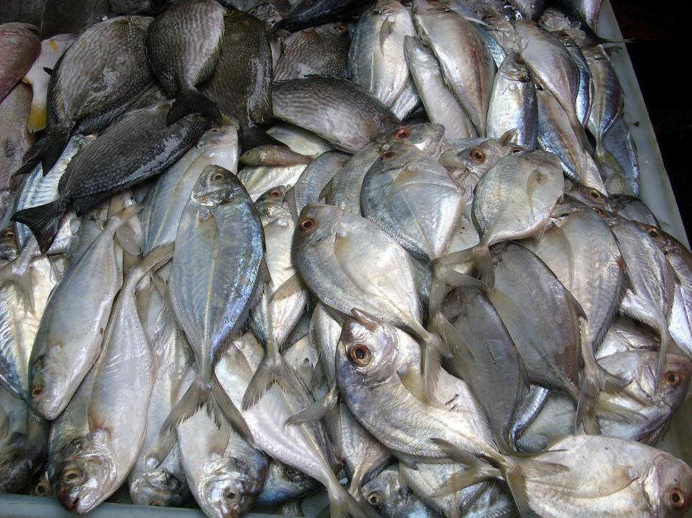 Free Stock Photo of Fresh Fish Stall | Download Free Images and Free ...