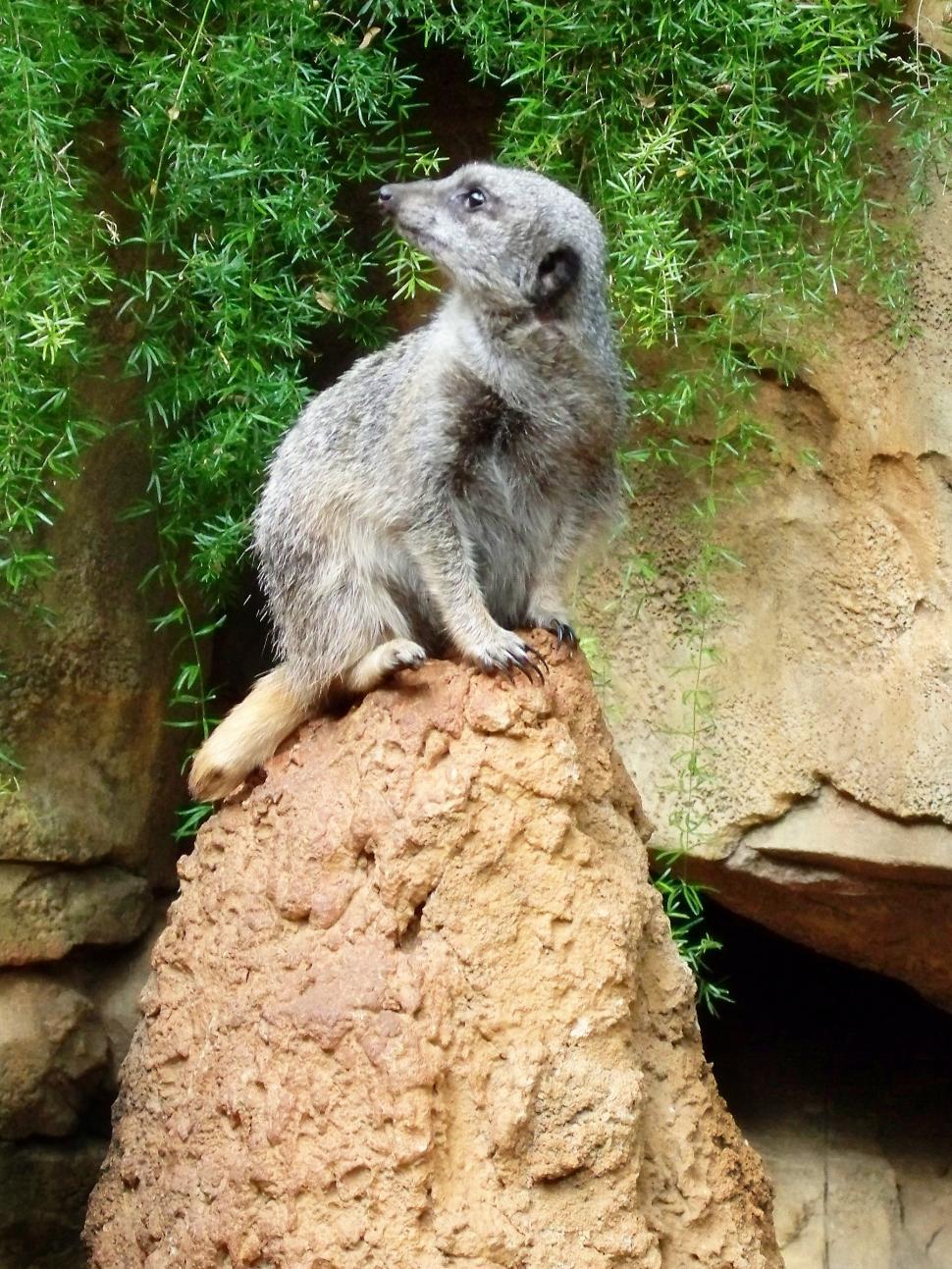 Free Stock Photo of Meercat | Download Free Images and Free Illustrations