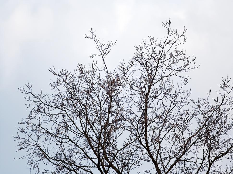 Free Stock Photo of Tree branches | Download Free Images and Free ...