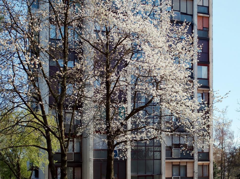 Free Stock Photo of Blossoming tree | Download Free Images and Free ...