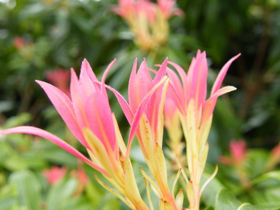 Free Stock Photo of Flowers | Download Free Images and Free Illustrations