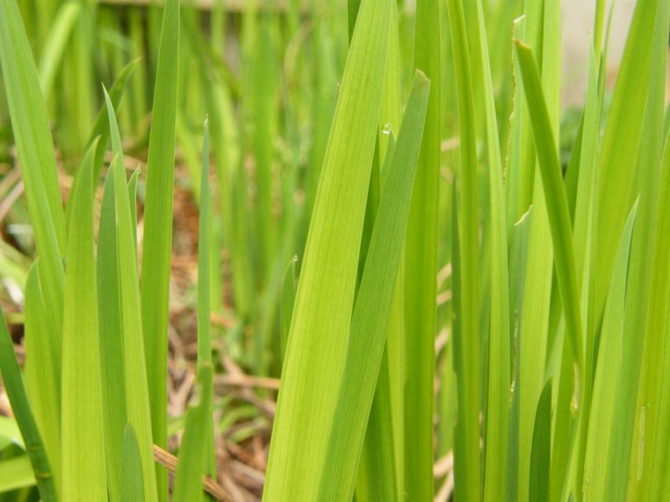 Free Stock Photo of Stems and foliage | Download Free Images and Free ...