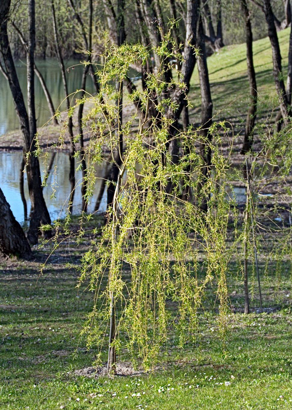 Free Stock Photo of Young tree | Download Free Images and Free ...