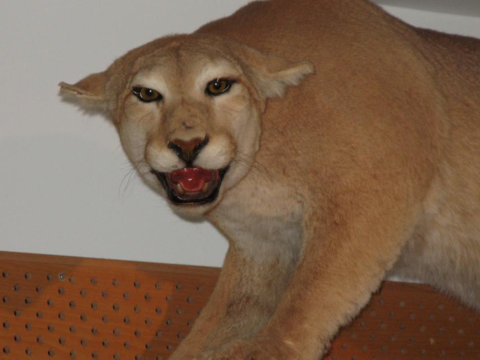 Free Stock Photo of Big Cat | Download Free Images and Free Illustrations