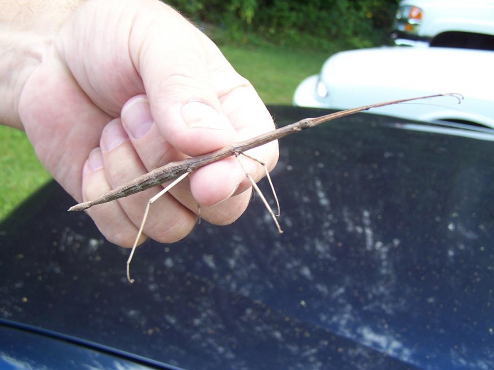Free Stock Photo of Walking Stick in hand | Download Free Images and ...