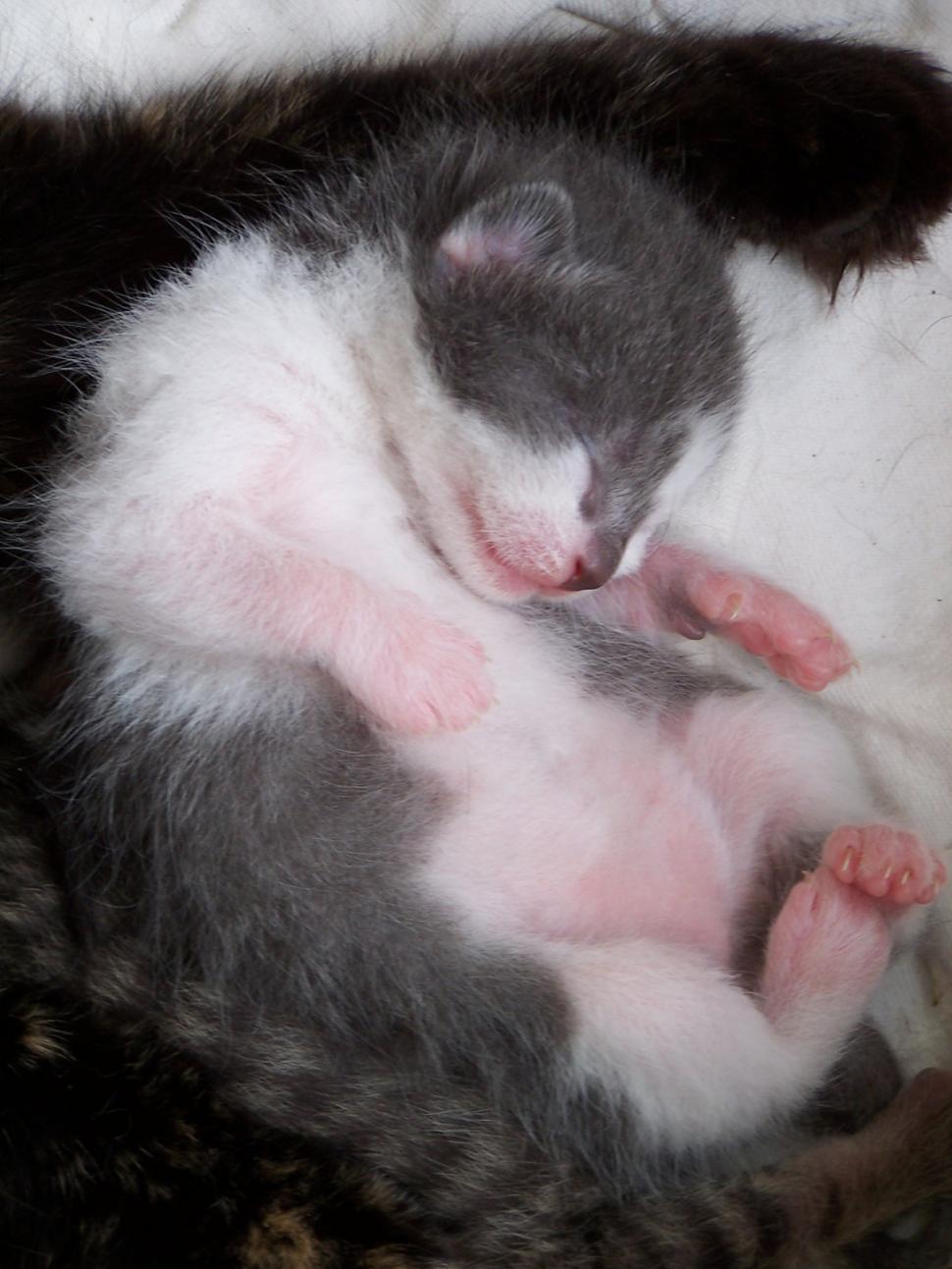 Free Stock Photo of Kitty | Download Free Images and Free Illustrations