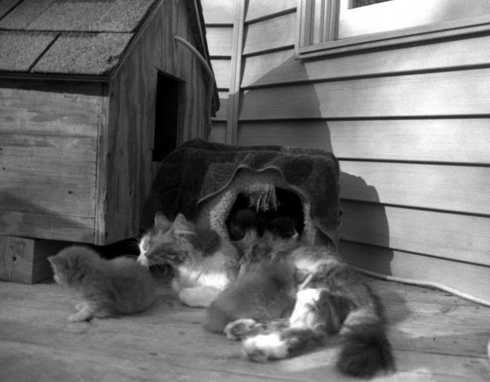 Free Stock Photo of Kitty | Download Free Images and Free Illustrations