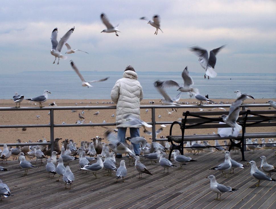 Free Stock Photo of Birds Surround | Download Free Images and Free ...