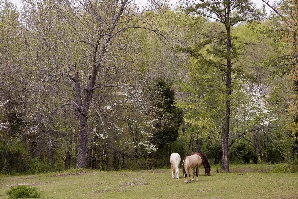 Free Stock Photo of Horses in Spring | Download Free Images and Free ...
