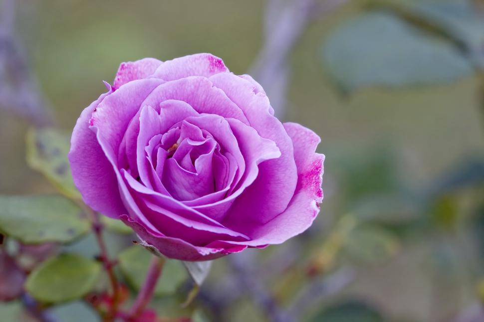Free Stock Photo of Rose | Download Free Images and Free Illustrations