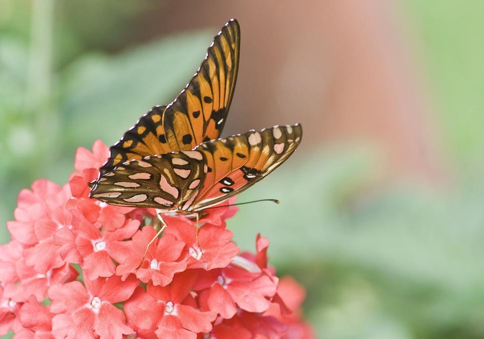 Free Stock Photo of Monarch | Download Free Images and Free Illustrations