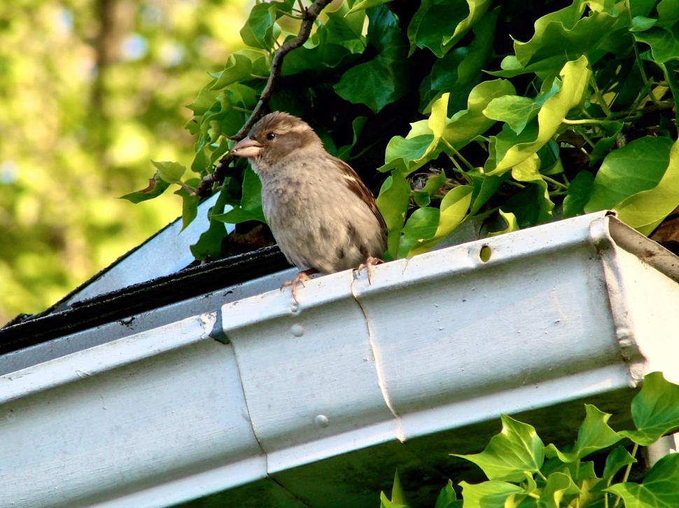 Free Stock Photo of Bird on Gutter | Download Free Images and Free ...