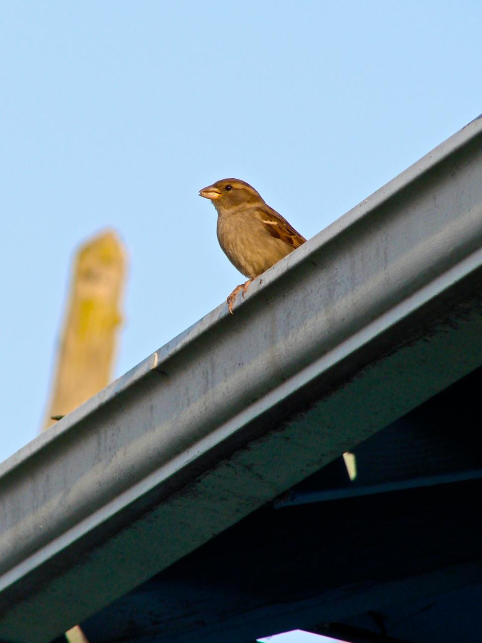 Free Stock Photo of Bird on Gutter | Download Free Images and Free ...