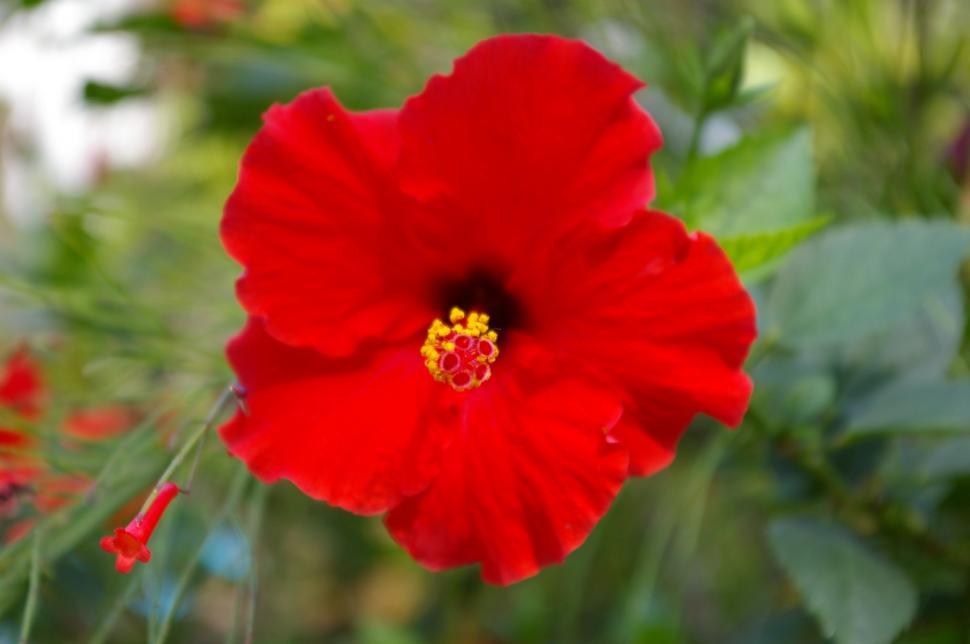 Free Stock Photo of Red Flower | Download Free Images and Free ...