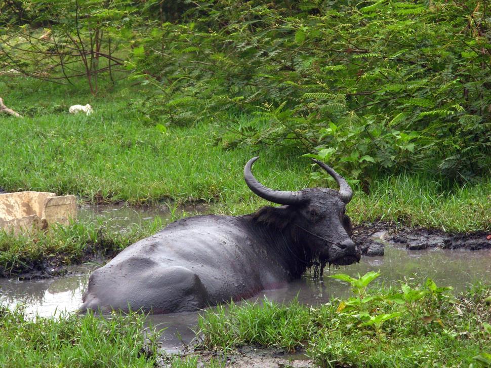 Free Stock Photo of Water buffalo | Download Free Images and Free ...
