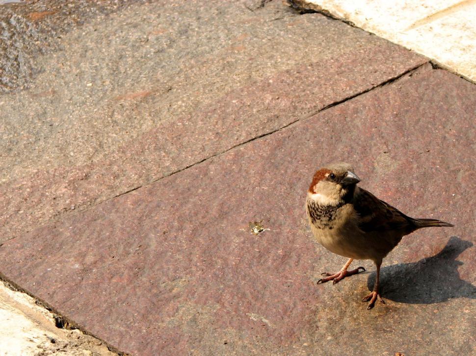 Free Stock Photo of Sparrow | Download Free Images and Free Illustrations