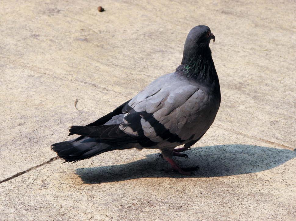Free Stock Photo of Pigeon | Download Free Images and Free Illustrations