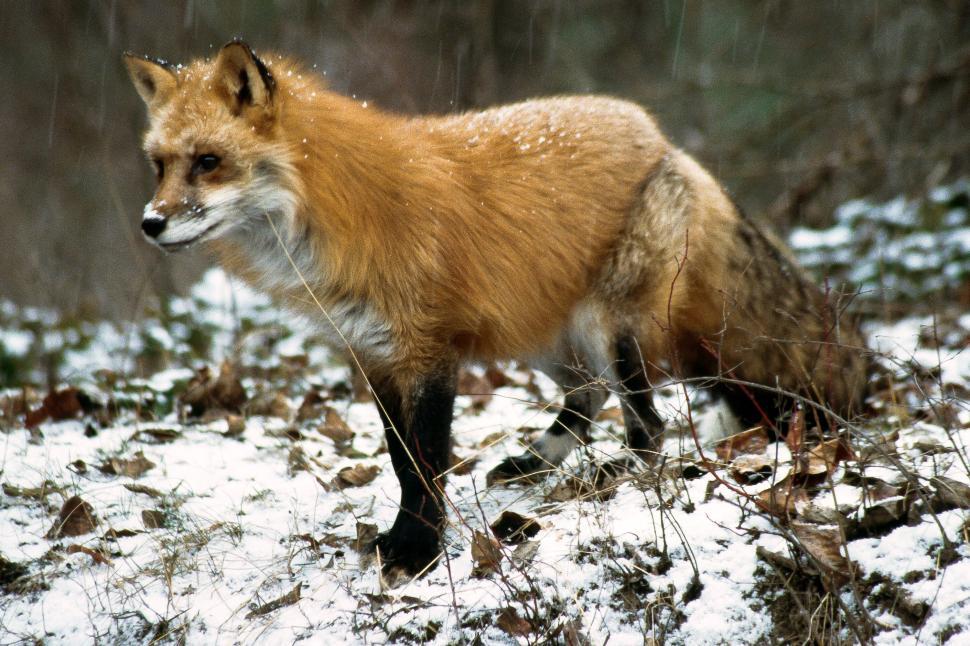 Free Stock Photo of Fox | Download Free Images and Free Illustrations