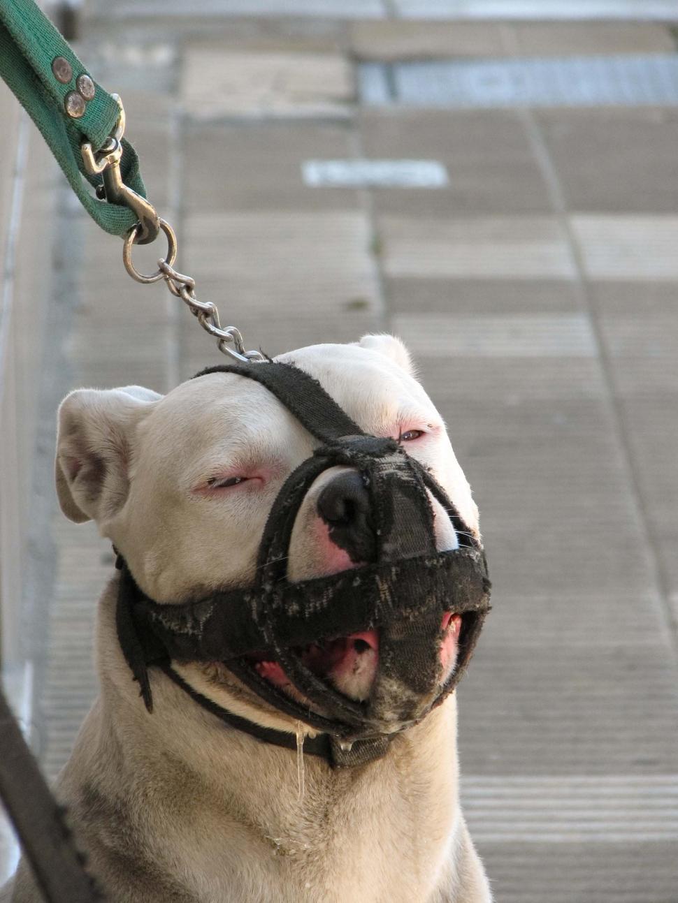 Free Stock Photo of Muzzled Dogo | Download Free Images and Free ...