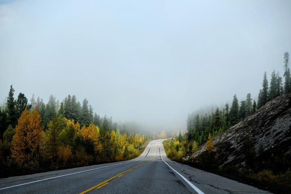 Free Stock Photo of Tree-Lined Road Stretching Into the Distance ...