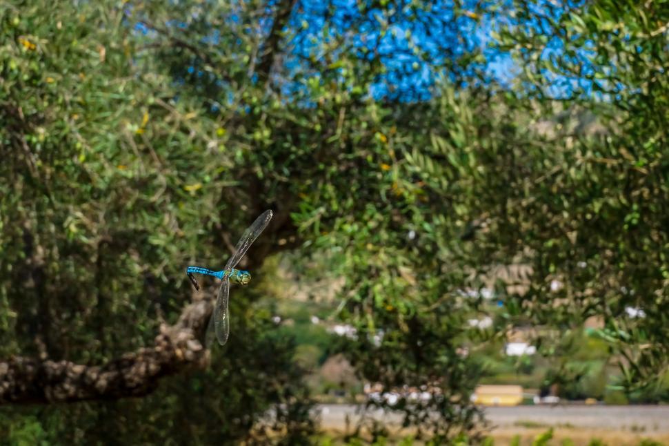 Free Stock Photo of Dragonfly Flies Through Trees in Park | Download ...