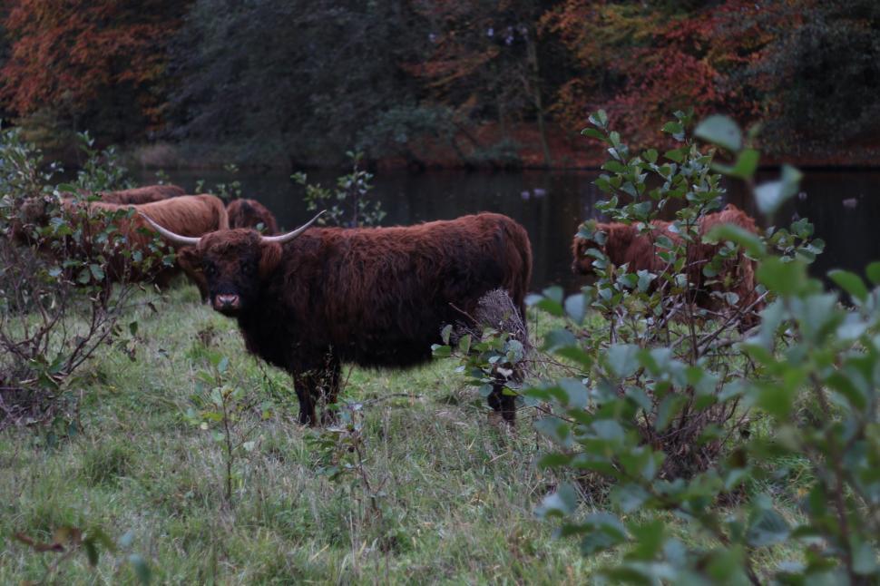 Free Stock Photo of bovid animal goat cattle beef bighorn ruminant mammal sheep cow mountain ...