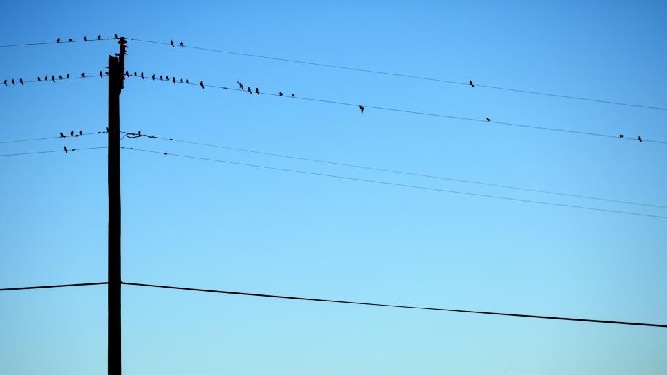 Free Stock Photo of Birds Sitting on Power Lines | Download Free Images ...