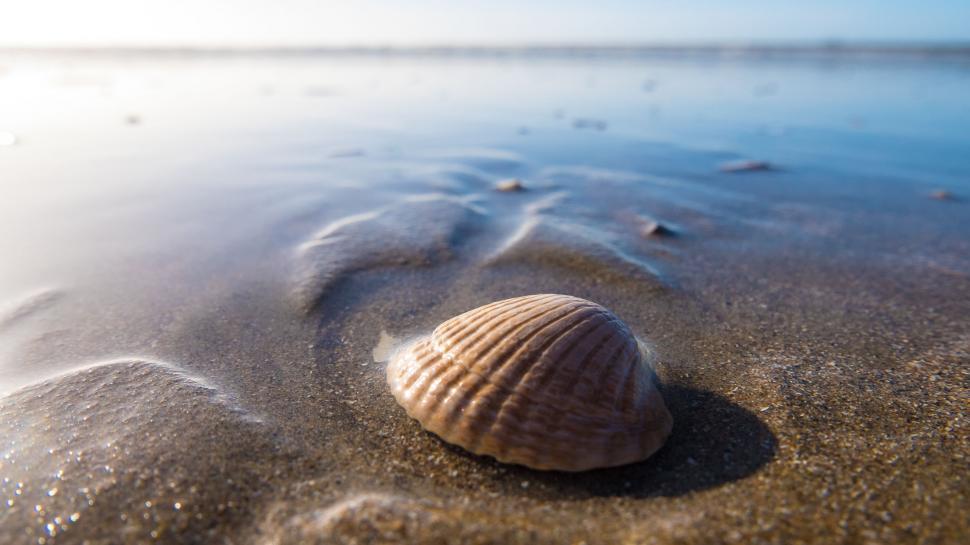 Free Stock Photo of Seashell on Sandy Beach Near Ocean | Download Free ...
