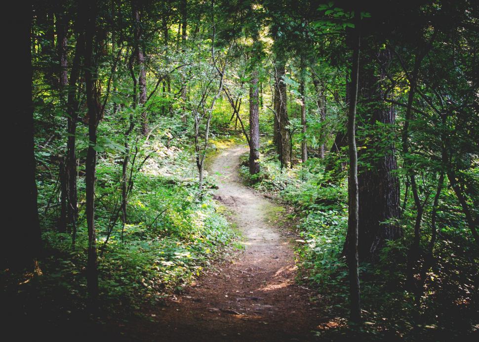 Free Stock Photo of Path Cutting Through Dense Forest | Download Free ...