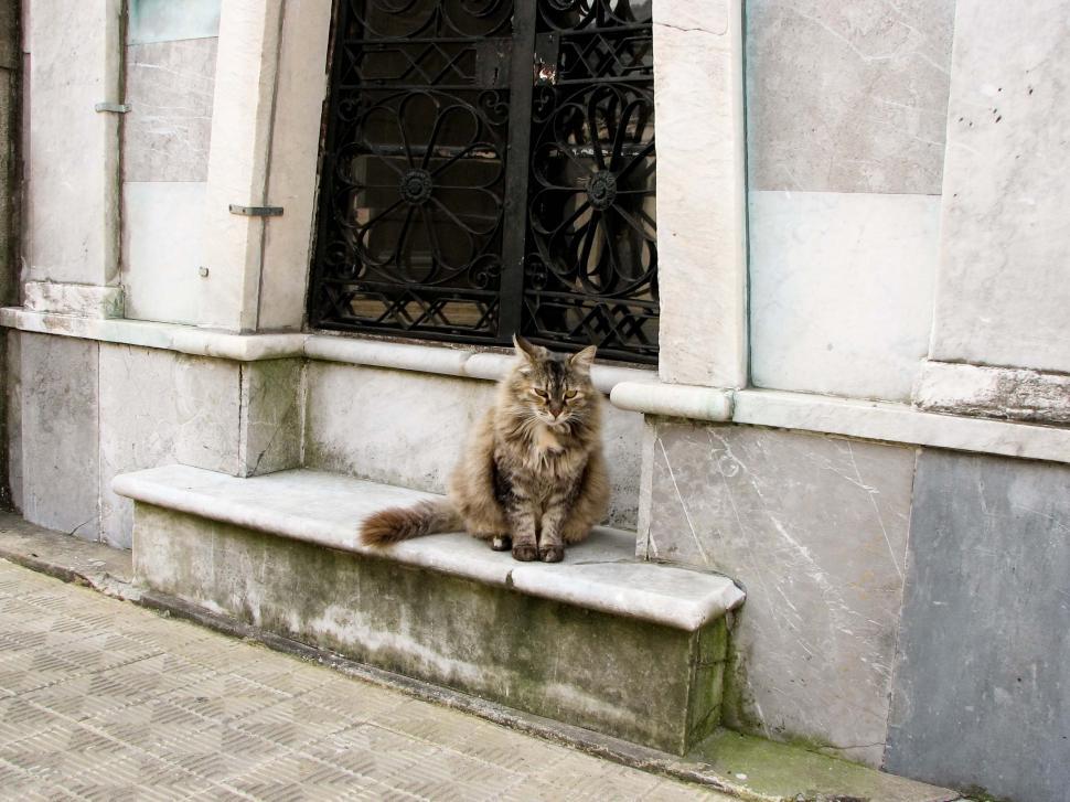 Free Stock Photo of Cat Sitting on Step in Front of Building | Download ...