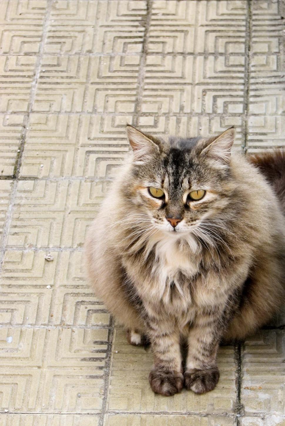 Free Stock Photo of Fluffy Cat Sitting on Tiled Floor | Download Free ...