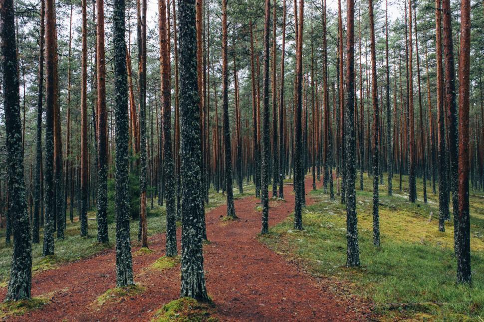 Free Stock Photo of Path Running Through Pine Forest | Download Free ...