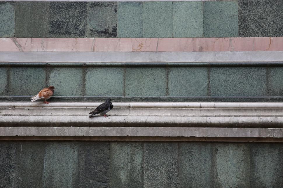 Free Stock Photo of Two Birds Perched on Building Ledge | Download Free ...