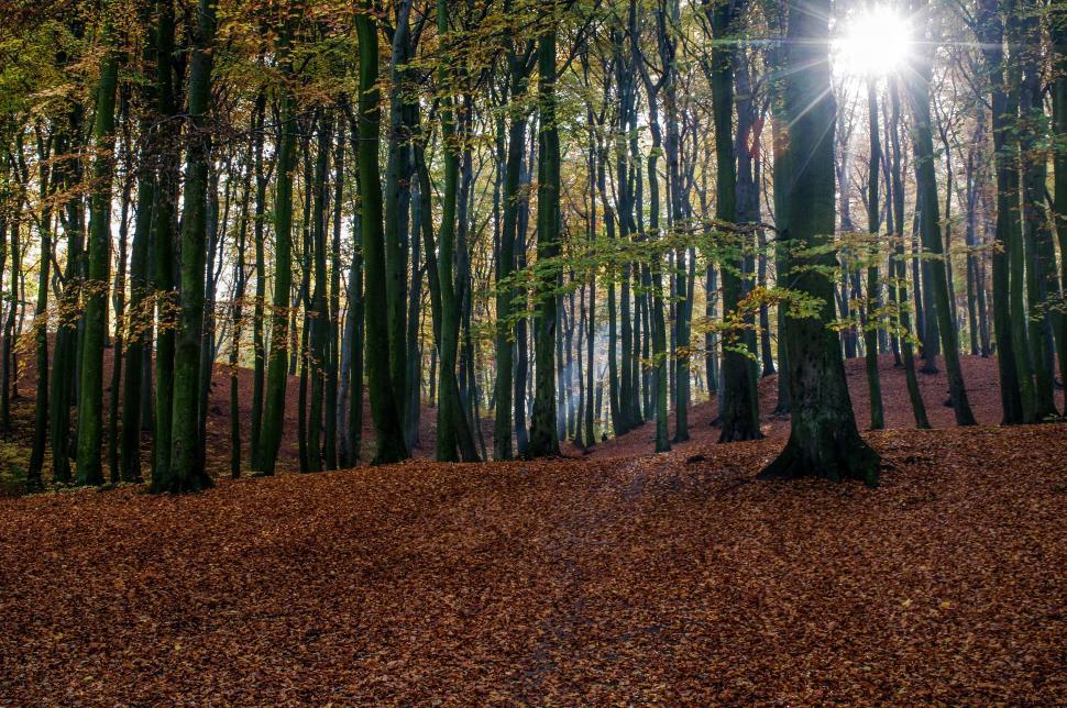 Free Stock Photo of Sun Shines Through Trees in Forest | Download Free ...