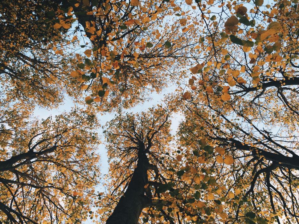 Free Stock Photo of Looking Up at the Tops of Tall Trees | Download ...