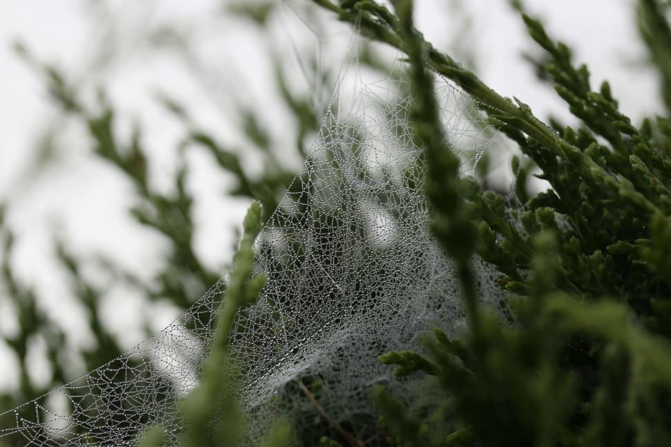 Free Stock Photo of Close-up of Spider Web on Tree | Download Free ...