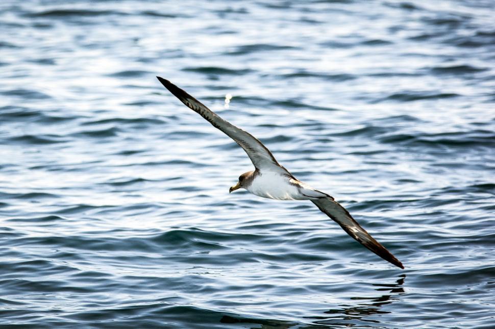 Free Stock Photo of albatross seabird aquatic bird bird pelican ...