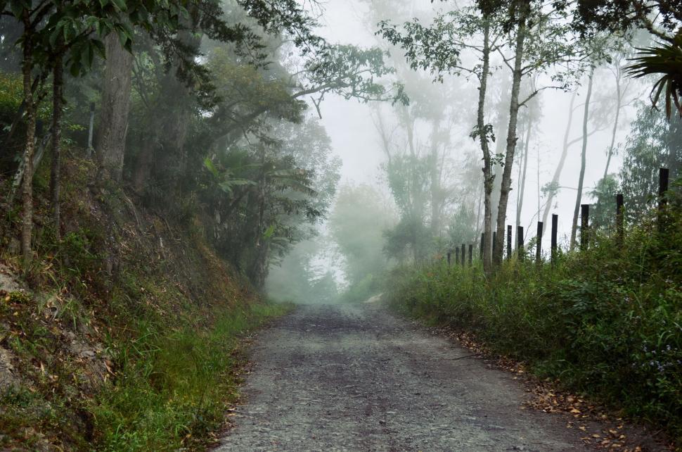 Free Stock Photo of Dirt Road Surrounded by Trees and Bushes | Download ...