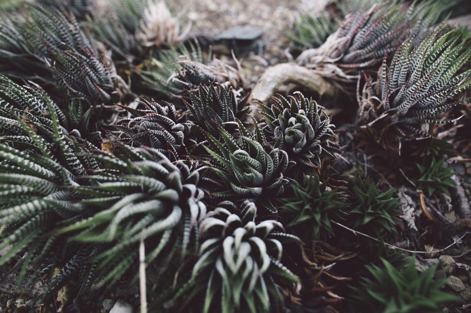 Free Stock Photo of Cluster of Plants Growing in Soil | Download Free ...