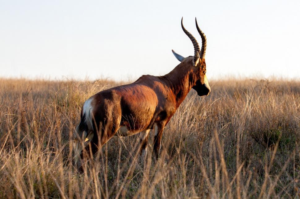 Free Stock Photo of Antelope Standing in Field | Download Free Images ...