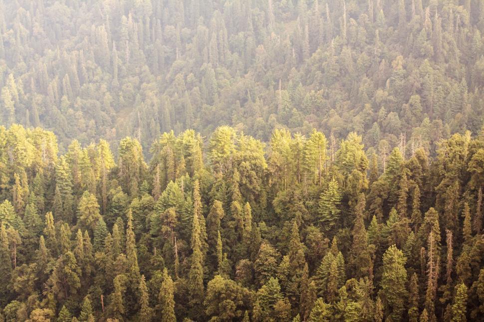 Free Stock Photo of Plane Flying Over Forest Filled With Trees ...
