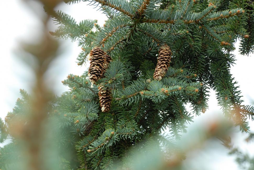 Free Stock Photo of Pine Cone Hanging From Tree Branch | Download Free ...