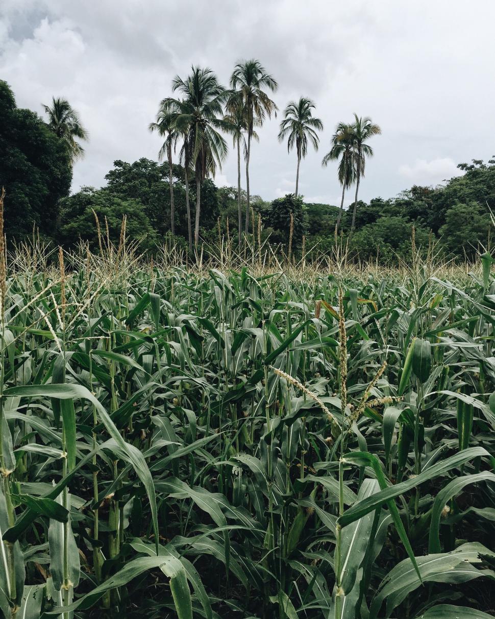 Free Stock Photo of Corn Field With Palm Trees in Background | Download ...